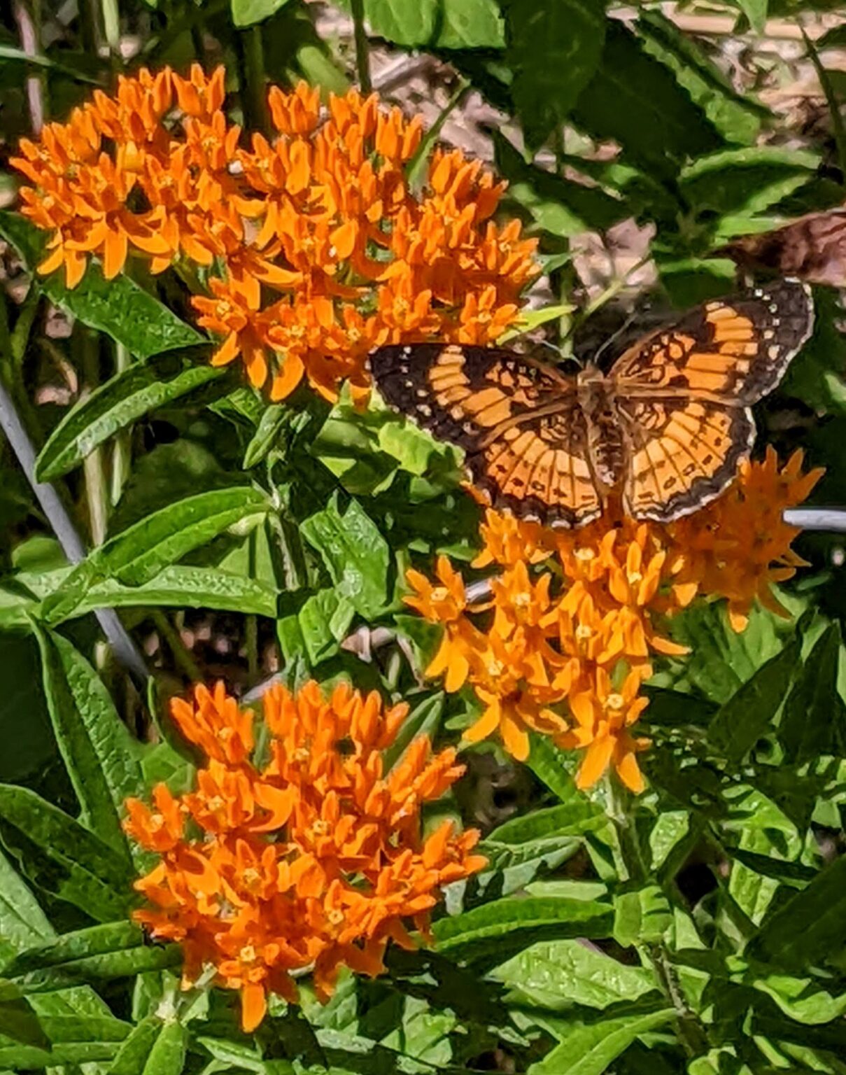 Native Garden - UMN Extension Washington County Master Gardener ...