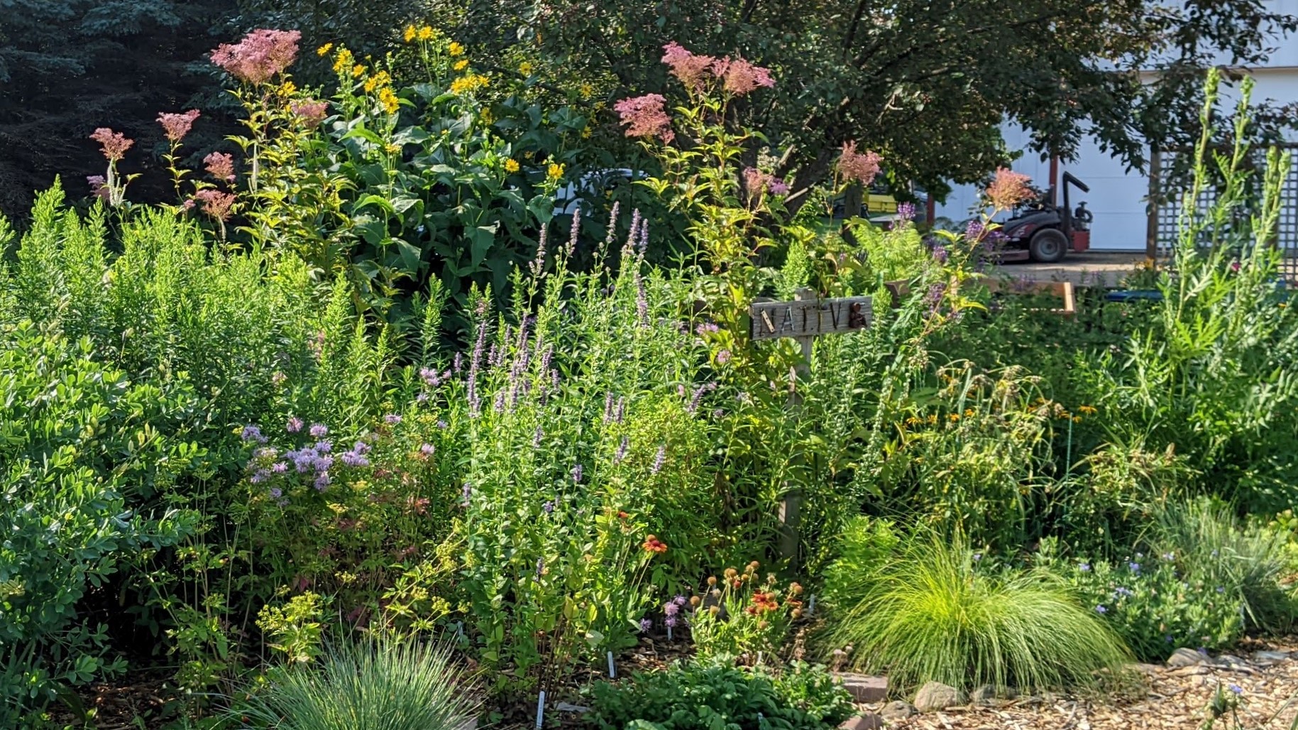 Native Garden - UMN Extension Washington County Master Gardener ...